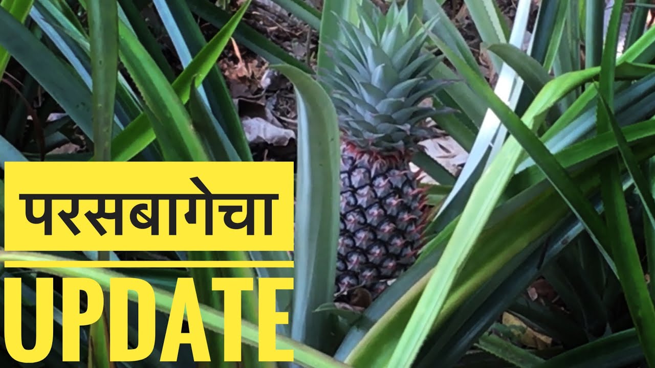 परसबागेचा Update | Backyard Update #chiveli #chiplun #ratnagiri #kokan ...