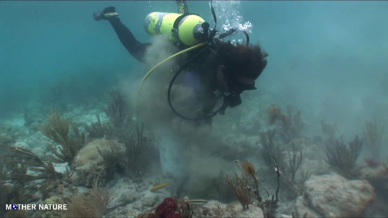 Coral reef restoration at Biscayne National Park, Florida - YouTube