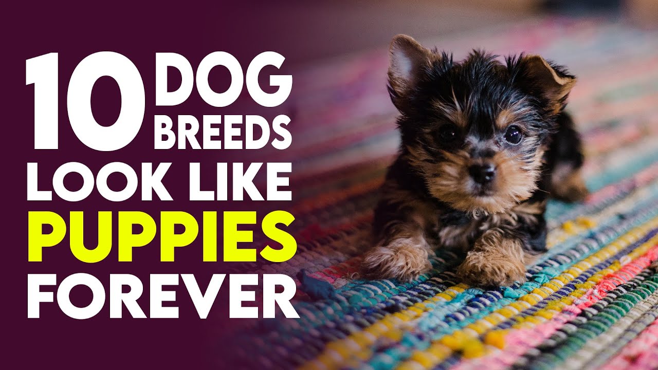 10 Dog Breeds That Look Like Puppies Forever - YouTube
