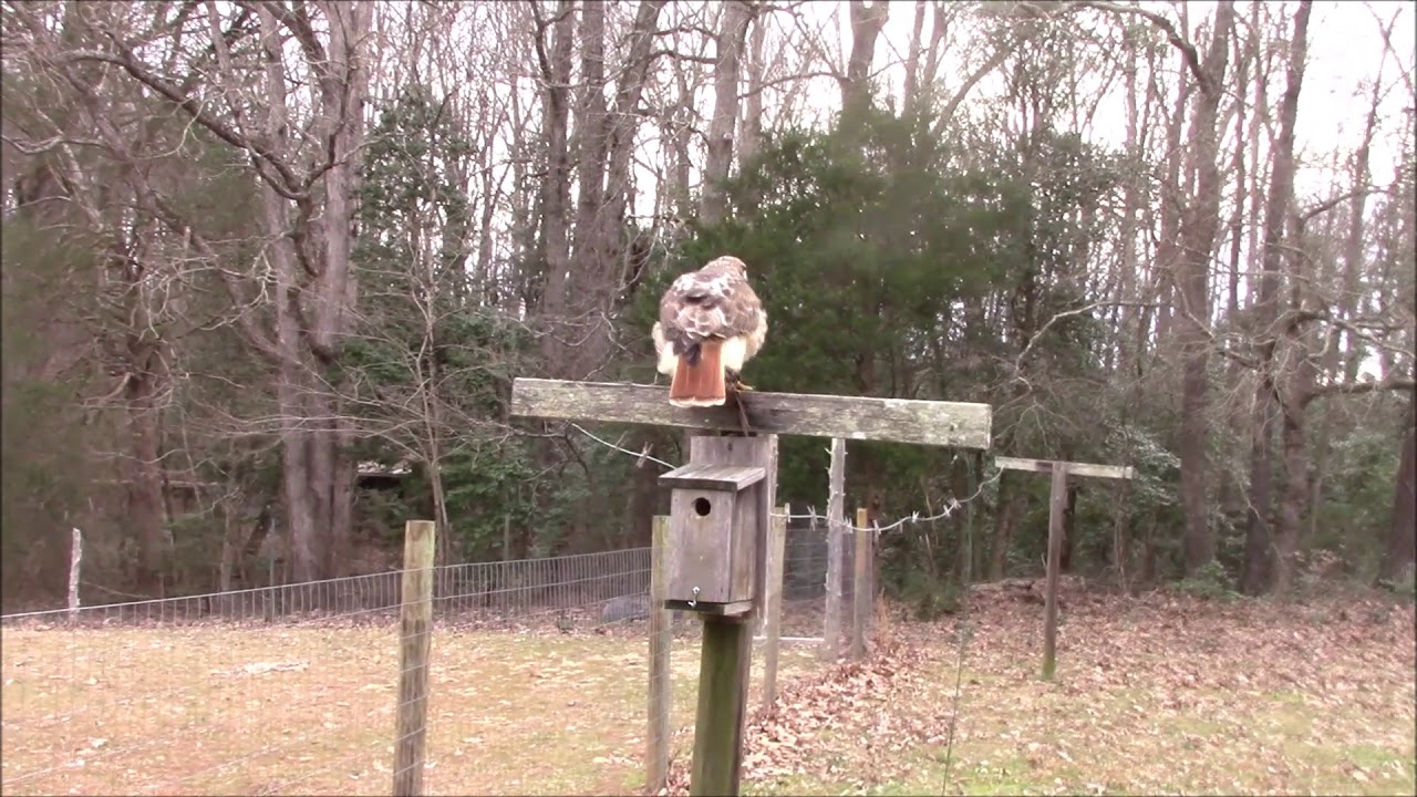Hunting Routine For a Falconry Red Tailed Hawk - YouTube