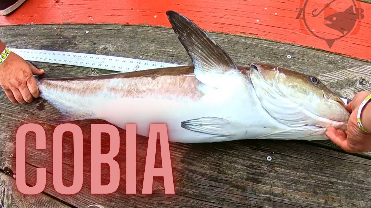 Pier Fishing Cobia in the Chesapeake Bay!! - YouTube