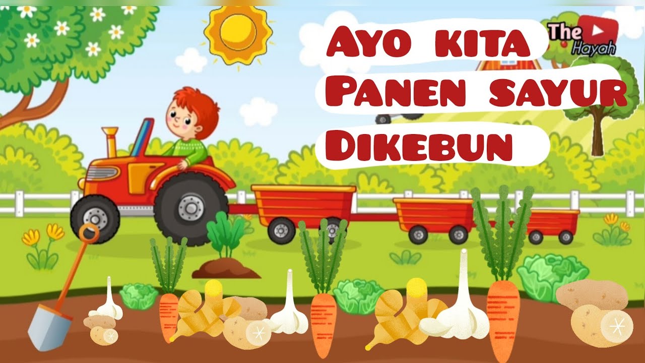 PANEN SAYUR DI KEBUN DAN BELAJAR MEMBEDAKAN BESAR DAN KECIL SAYURAN ...
