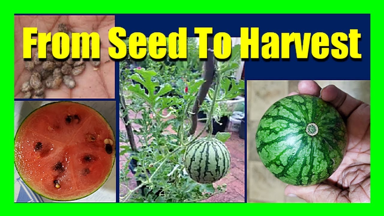 Grow Sugar Baby Watermelon in a Pot: Seeds to Harvest Guide - YouTube