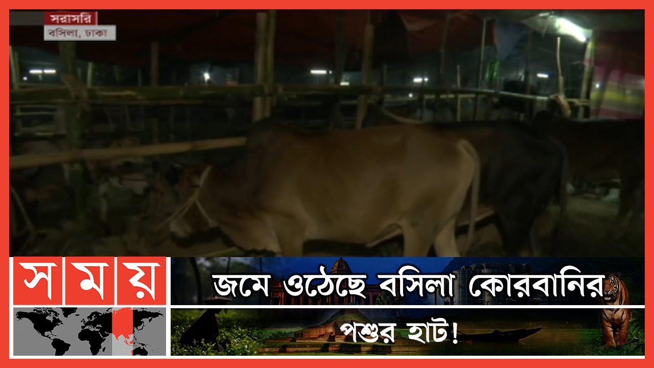 এবার গরুর দাম বেশি হাঁকছেন বিক্রেতারা ! | Bosila gorur haat | Cow Haat ...