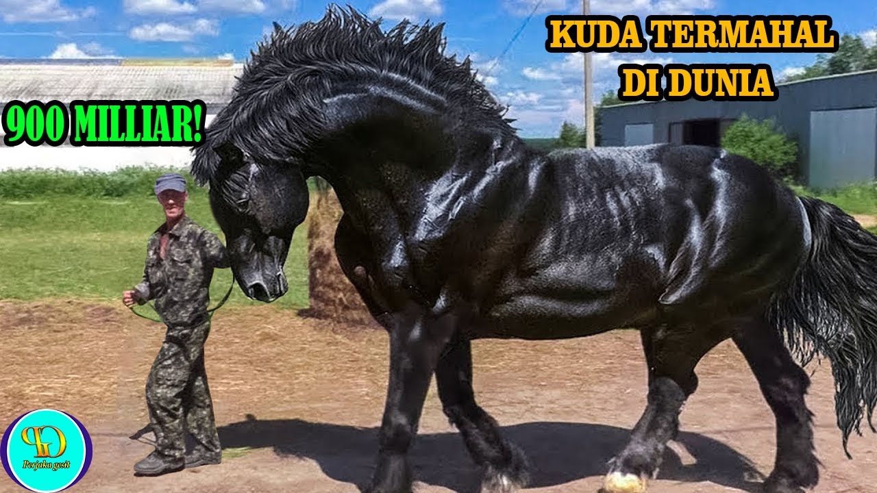 KUDA CANTIK DENGAN HARGA SELANGIT - 7 KUDA TERMAHAL DI DUNIA - YouTube