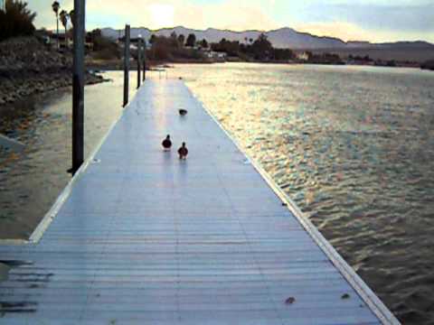 BULLHEAD CITY DUCKS!! - YouTube