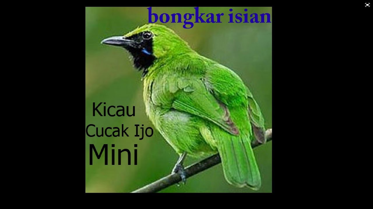 Cucak ijo mini gacor full isian - YouTube