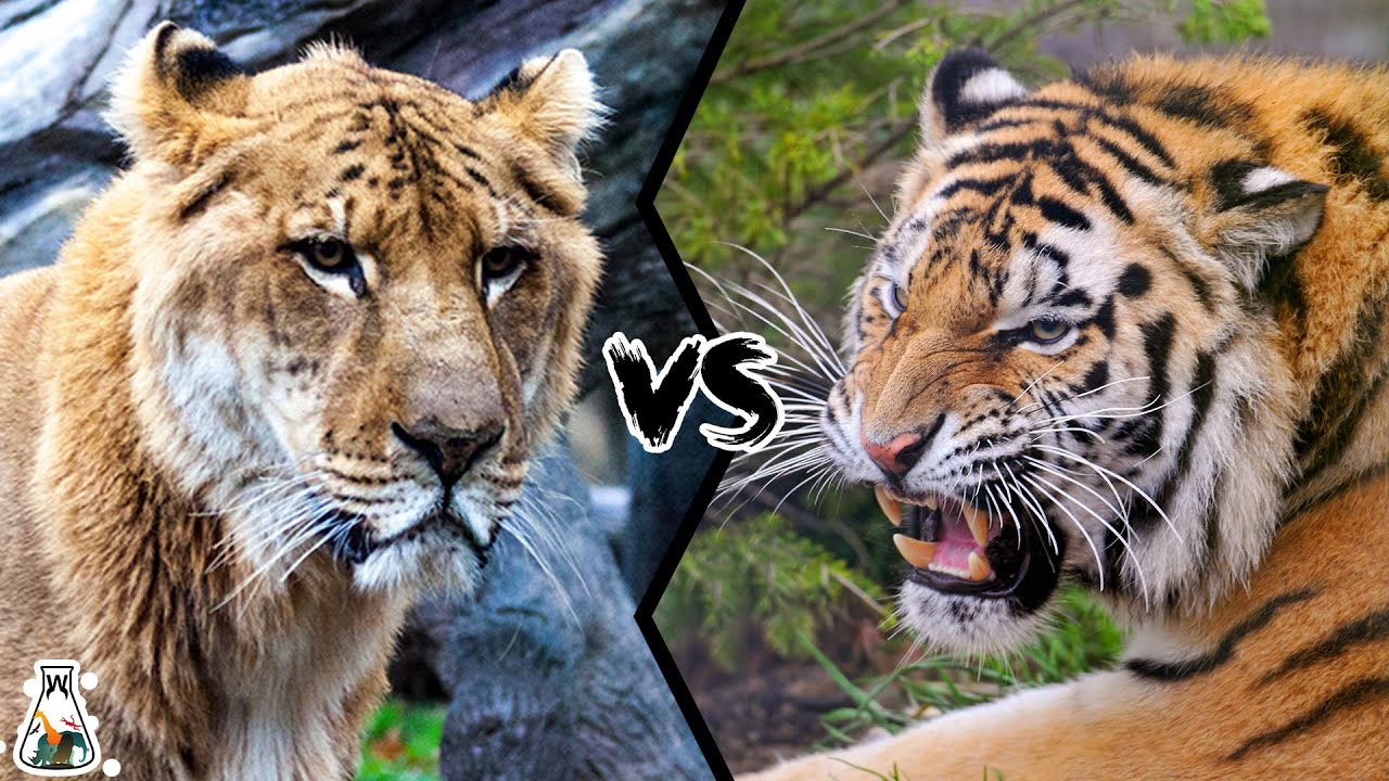Siberian Tiger Vs Liger