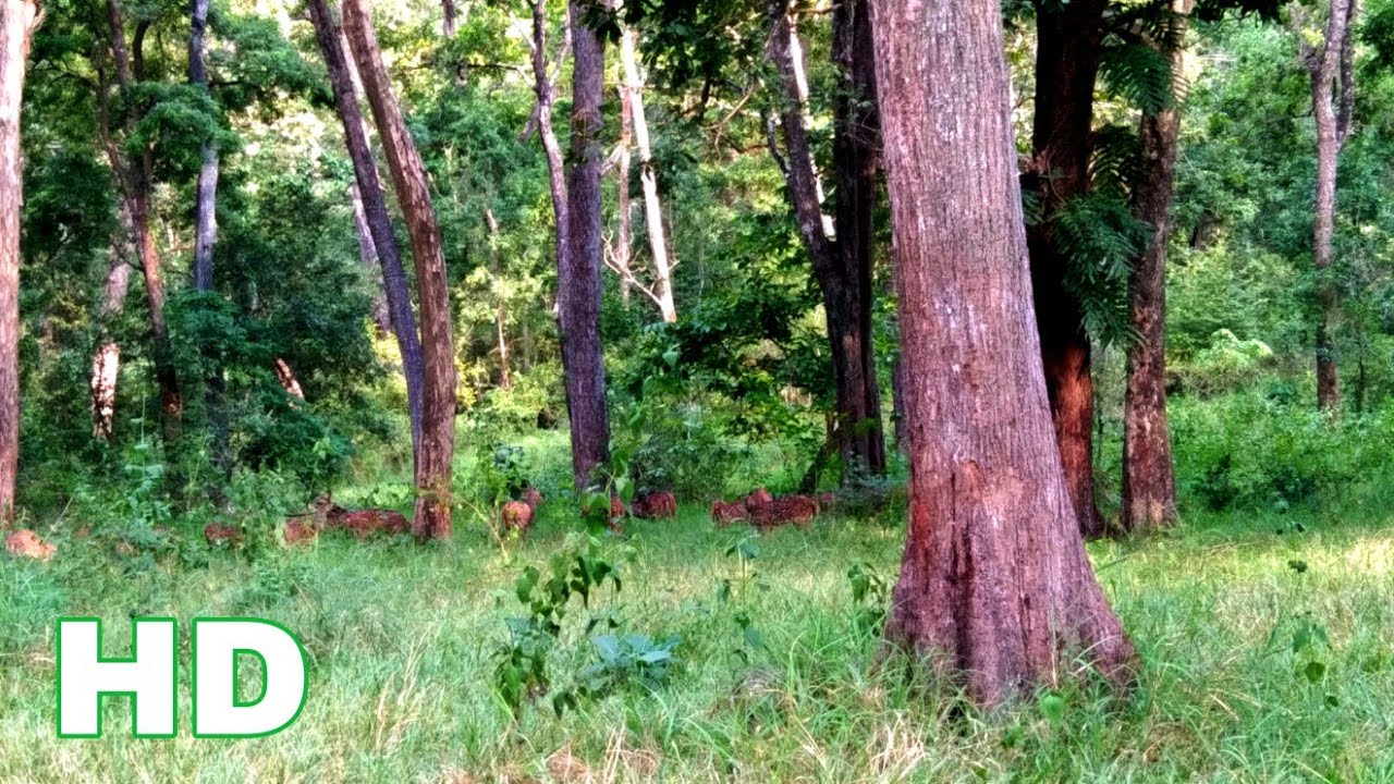 Listen to the Forest sounds. short journey into forest. Relaxing video ...