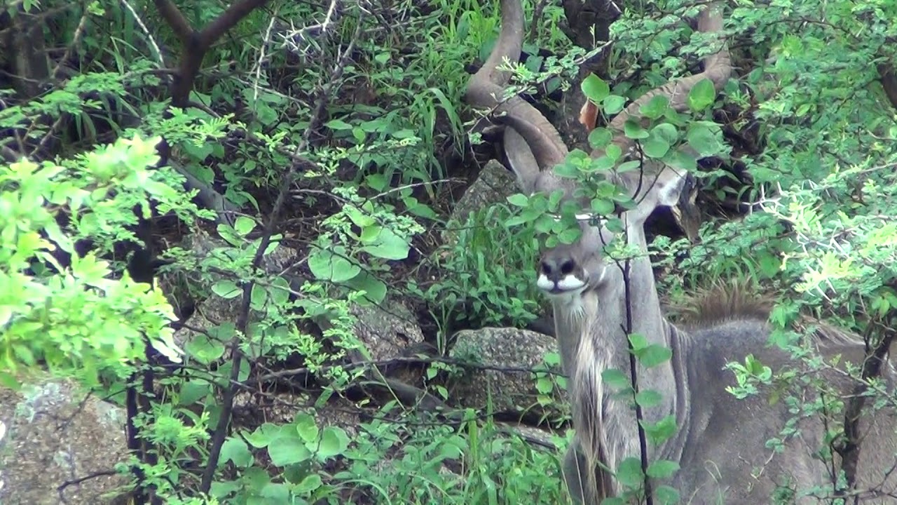 Beautiful male kudu sitting in the trees - YouTube