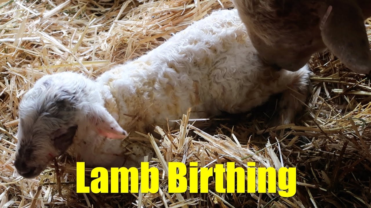 Lambs Being Born - YouTube