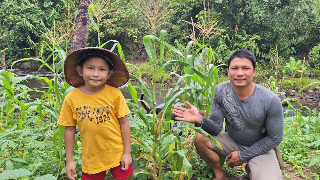 Update sa tanim na mais sa tabi ng ilog may mga bunga na - YouTube