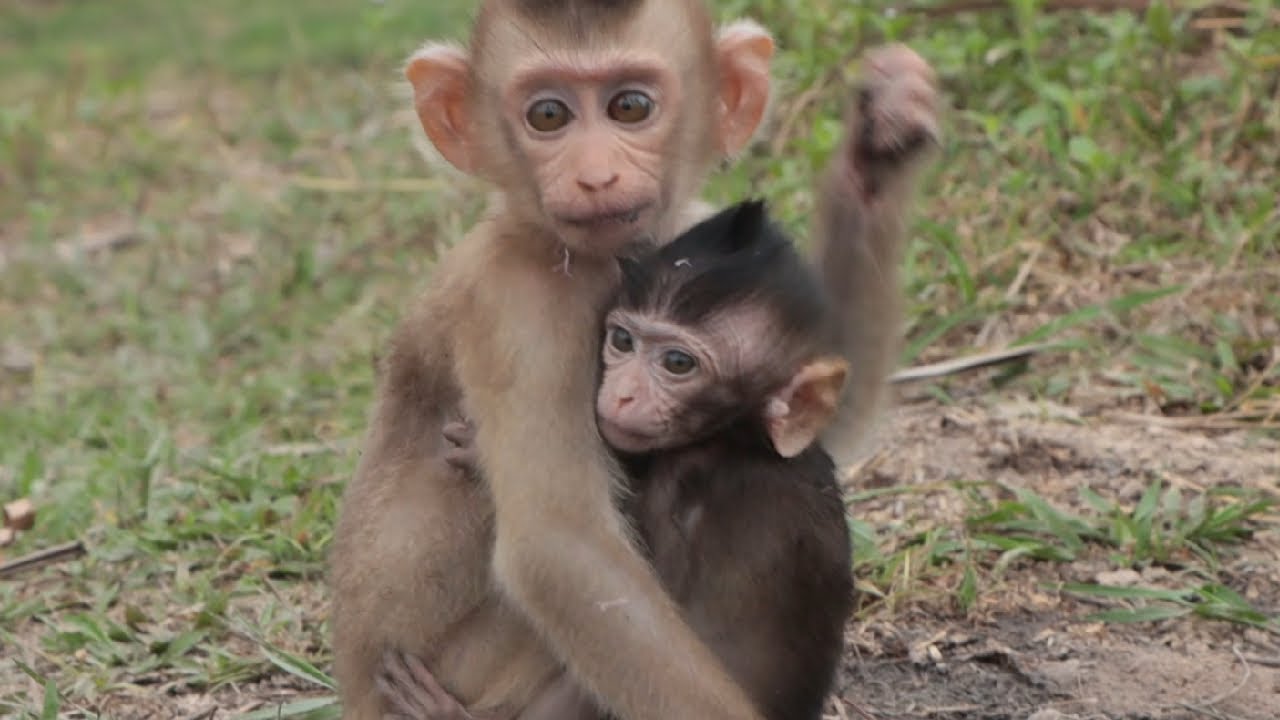 Don't leave me alone please || Monkey Justeene - YouTube