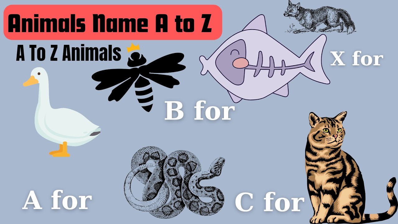 A to Z Animals Name | English Alphabet A to Z | abcd | Animals | Learn ...