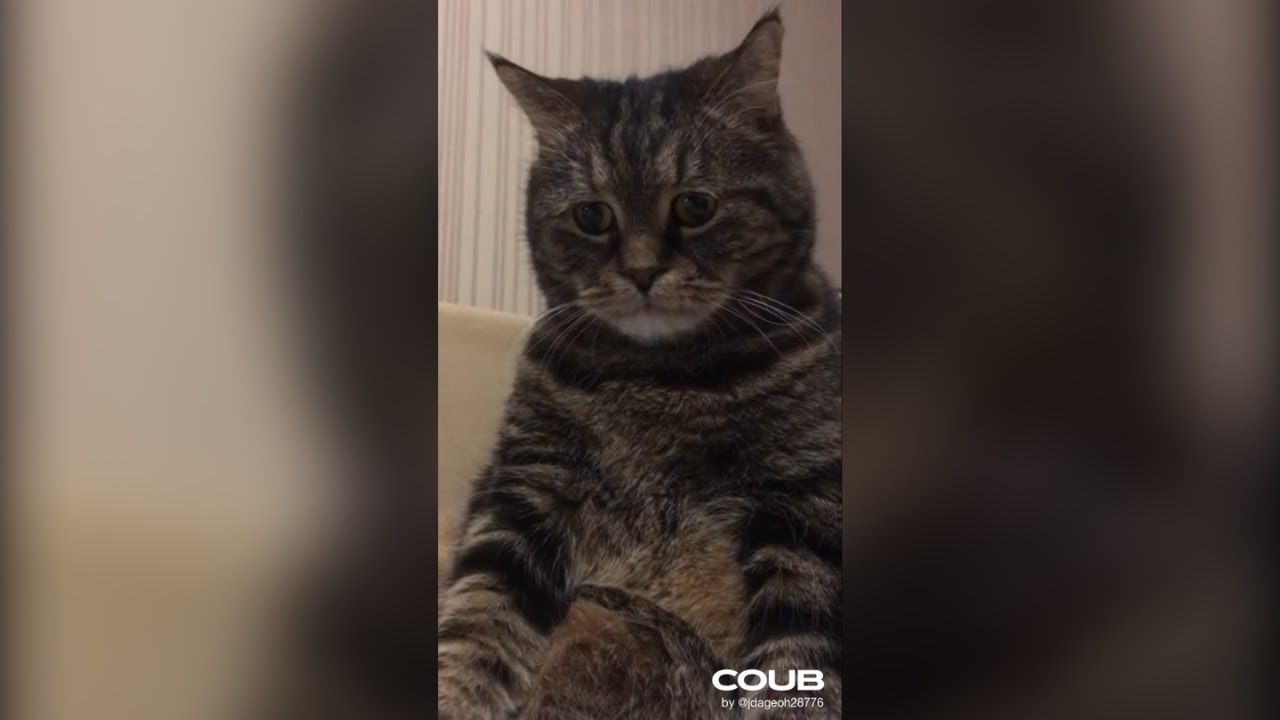 BEST CUBE #21 COUB ANIMALS COMMUNITIES VIDEO - YouTube