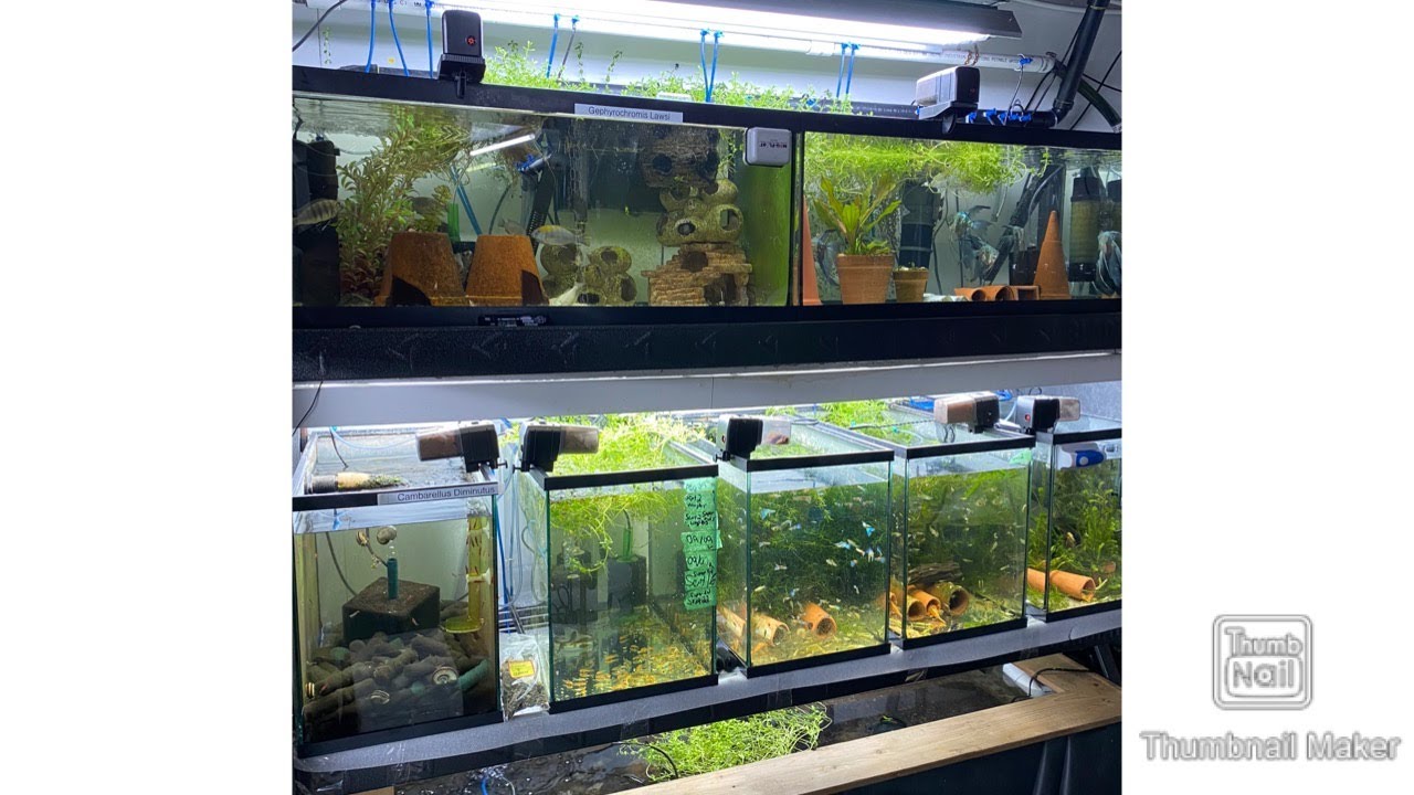 Fish Room Tour January 2021 Part 1 - YouTube