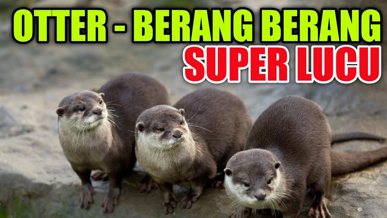 OTTER LUCU JINAK , HARGA OTTER BABY JINAK ? BERAPA YA ... - YouTube