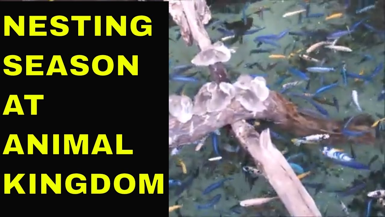 Aviary & Attack Birds At Animal Kingdom Walt disney World - YouTube
