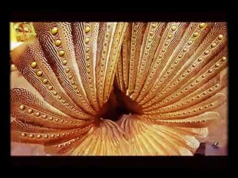 Surkhab Bird 🐦 - YouTube