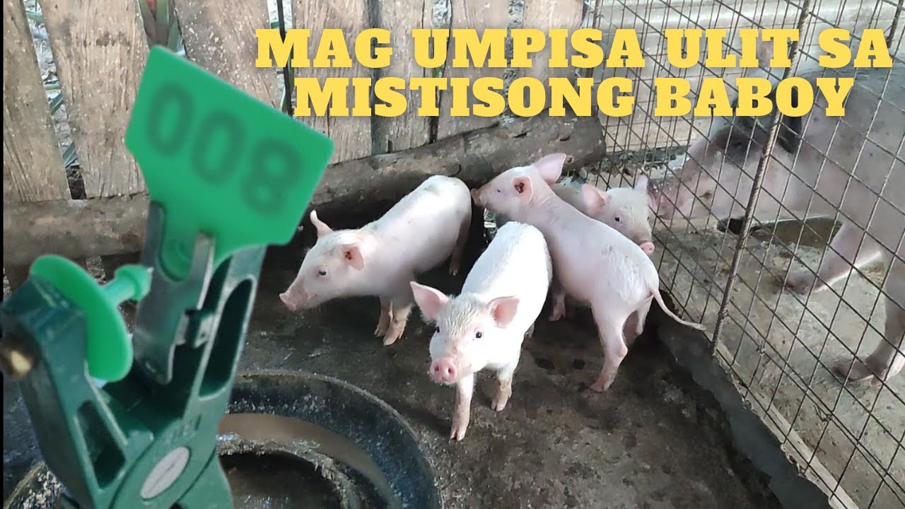 MISTISONG BABOY II LARGE WHITE X MISTISO - YouTube