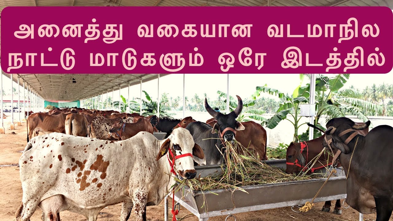 Top 4 milking cows in Tamilnadu | அதிக பால் தரக்கூடிய வடமாநில மாடுகள் ...