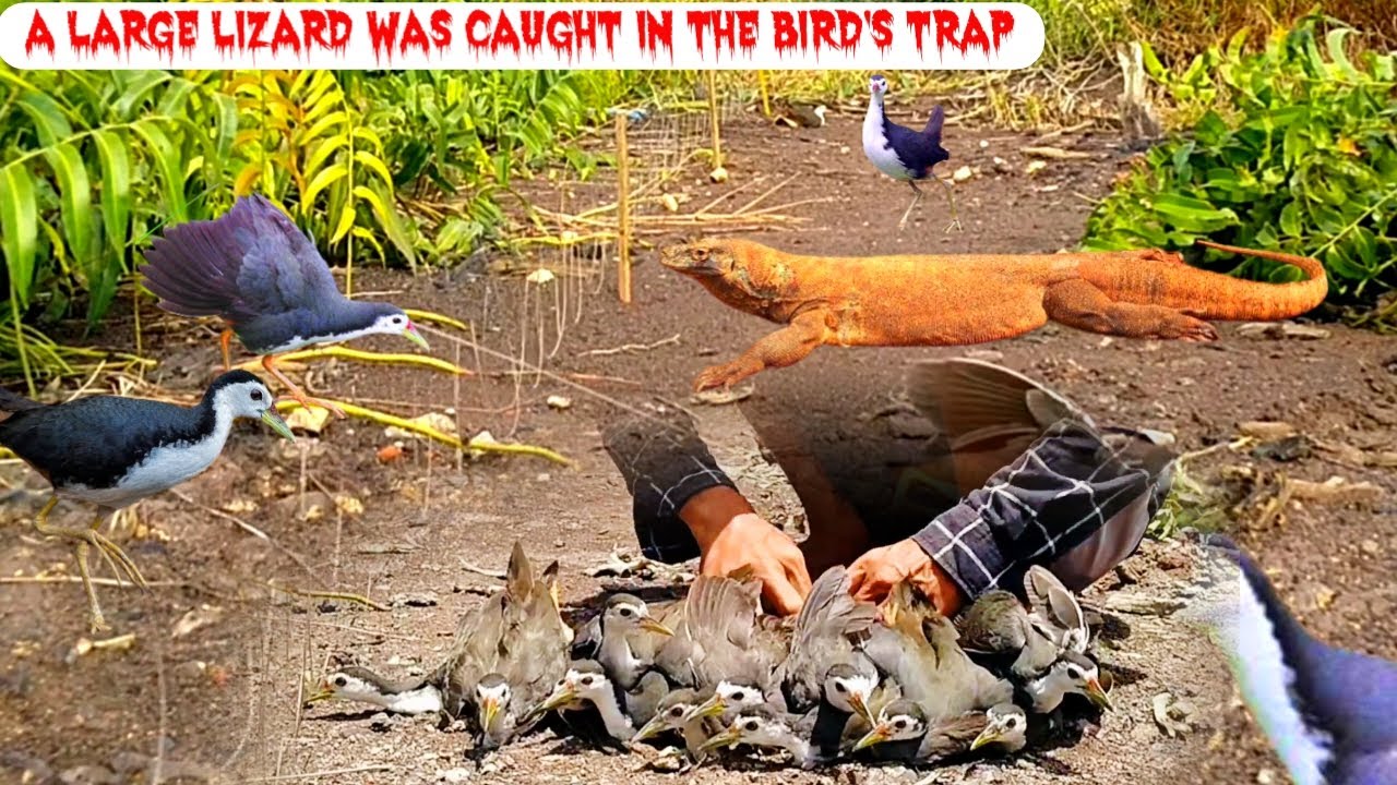 Wonderful traps for catching waterfowl | Magic trap for catching birds ...