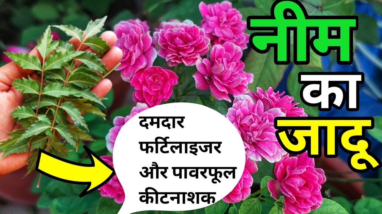 नीम के पत्तों के जादूई फायदे.Rose plant growing tips.Benefits of neem ...