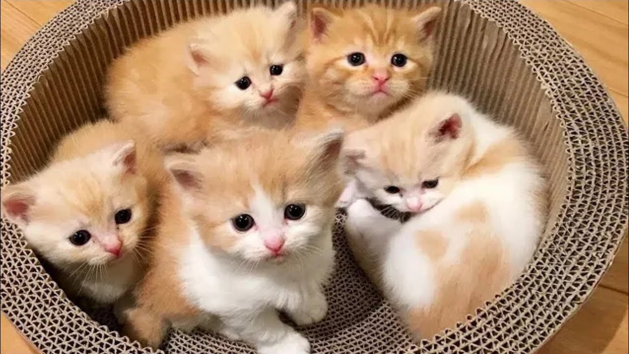BEST DANK CAT MEMES COMPILATION OF 2020 PART 10 (from TikTok) - YouTube