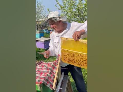 У нас в продаже появился свежий трутневый Гомогенат - YouTube