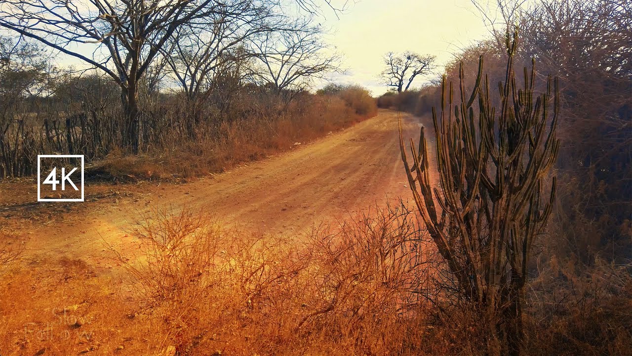CAATINGA BAIANA. UM BIOMA EXCLUSIVO BRASILEIRO. BAHIA, Vamos conhecer ...