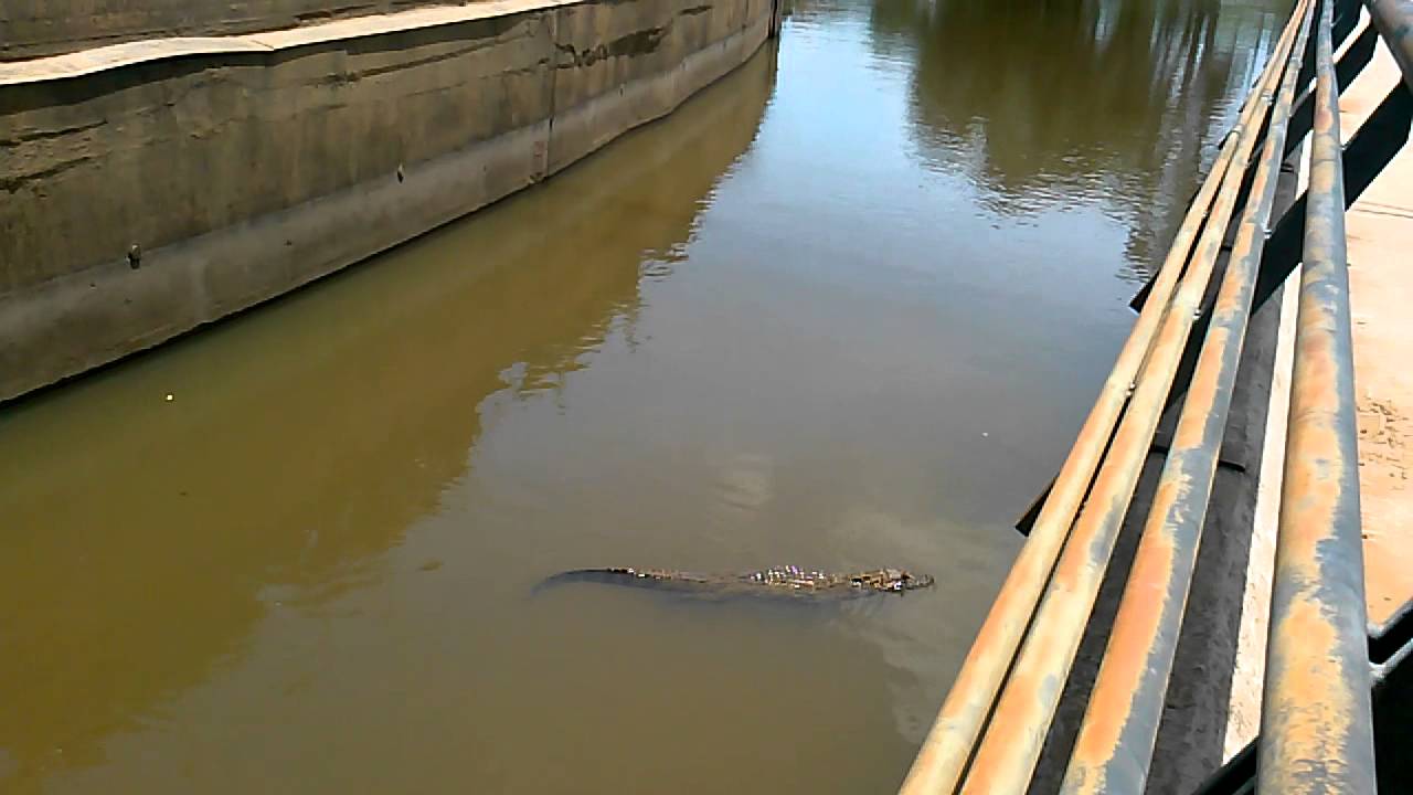 Jacaré no Parque Barigui, em Curitiba. - YouTube