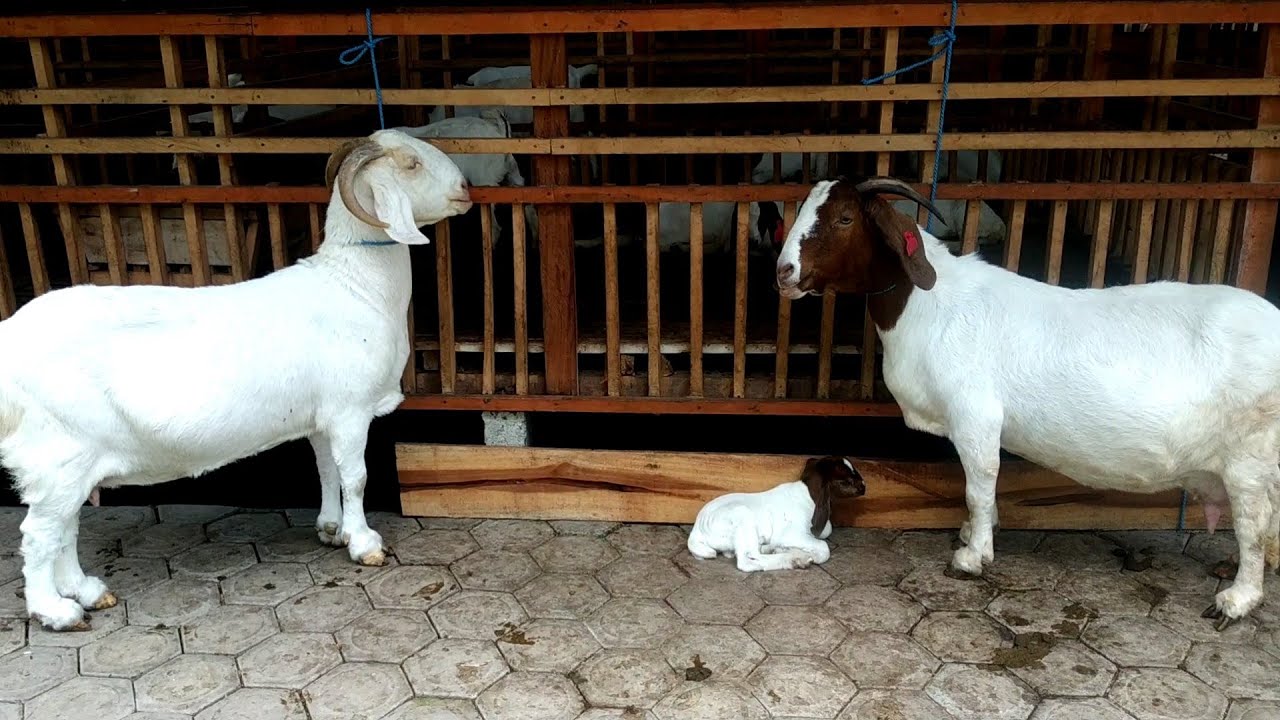 Comparison of the quality of boer goats and boer crosses | Boer Goat ...