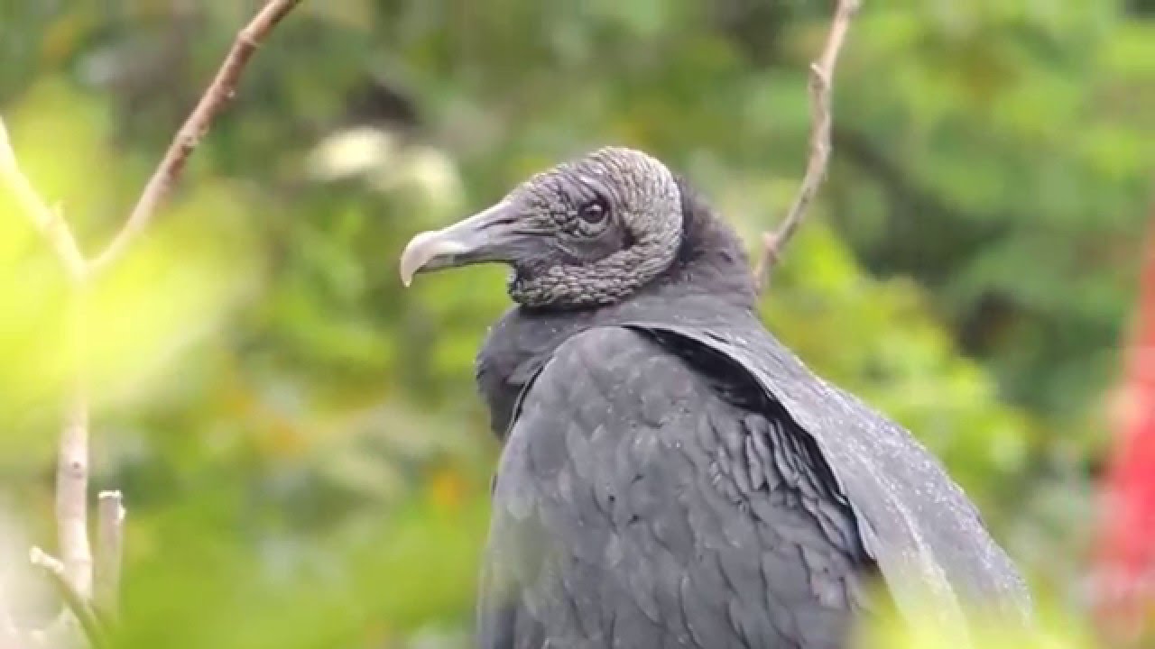 Chulo - Gallinazo / Black Vulture (Coragyps atratus) - YouTube