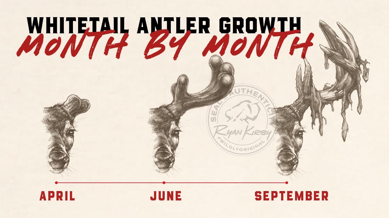 The Incredible Growth of Whitetail Antlers: A Month-by-Month Journey ...