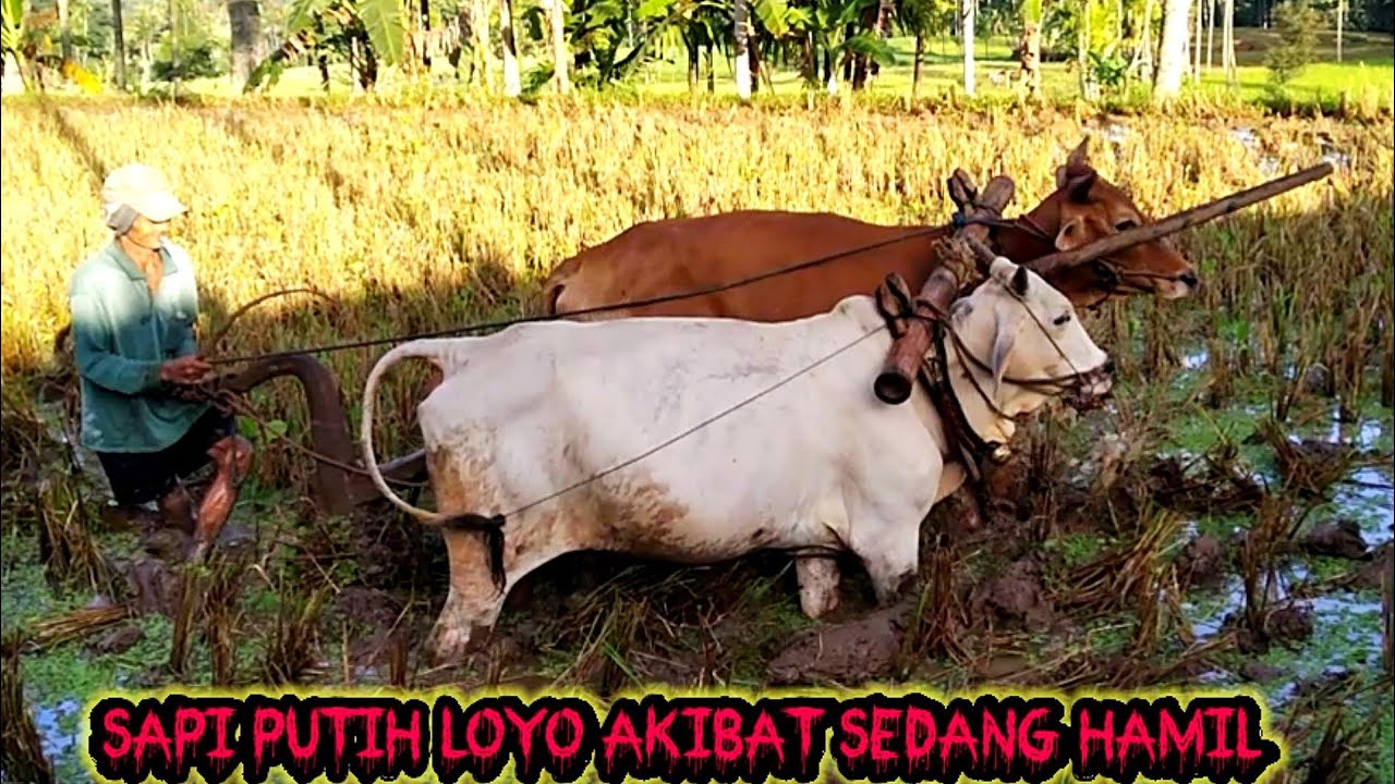 Bajak sawah tradisional || sapi putih loyo akibat hamil - YouTube