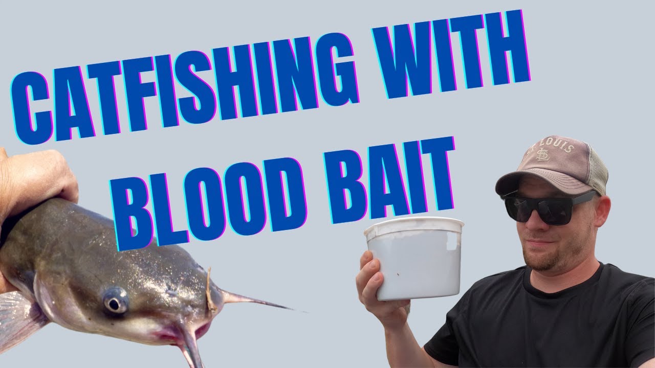 Channel Catfishing With Blood Bait : How Well It Can Work Channel ...