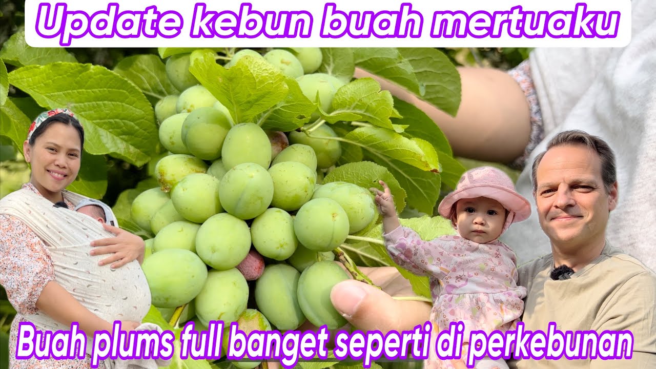 UPDATE KEBUN BUAH MERTUAKU || GAK NYANGKA BUAHNYA SUDAH BESAR BESAR ...