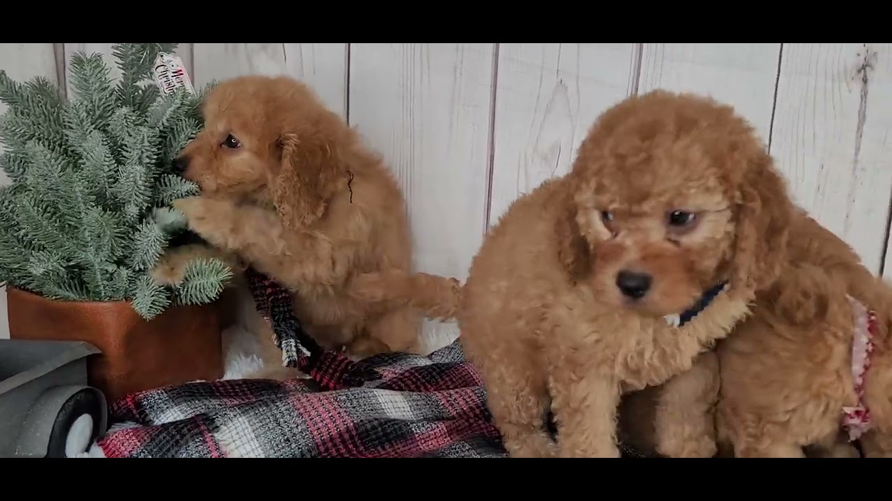 F1B CAVAPOO (B) MALE PUPPIES AVAILABLE FOR ADOPTION - YouTube