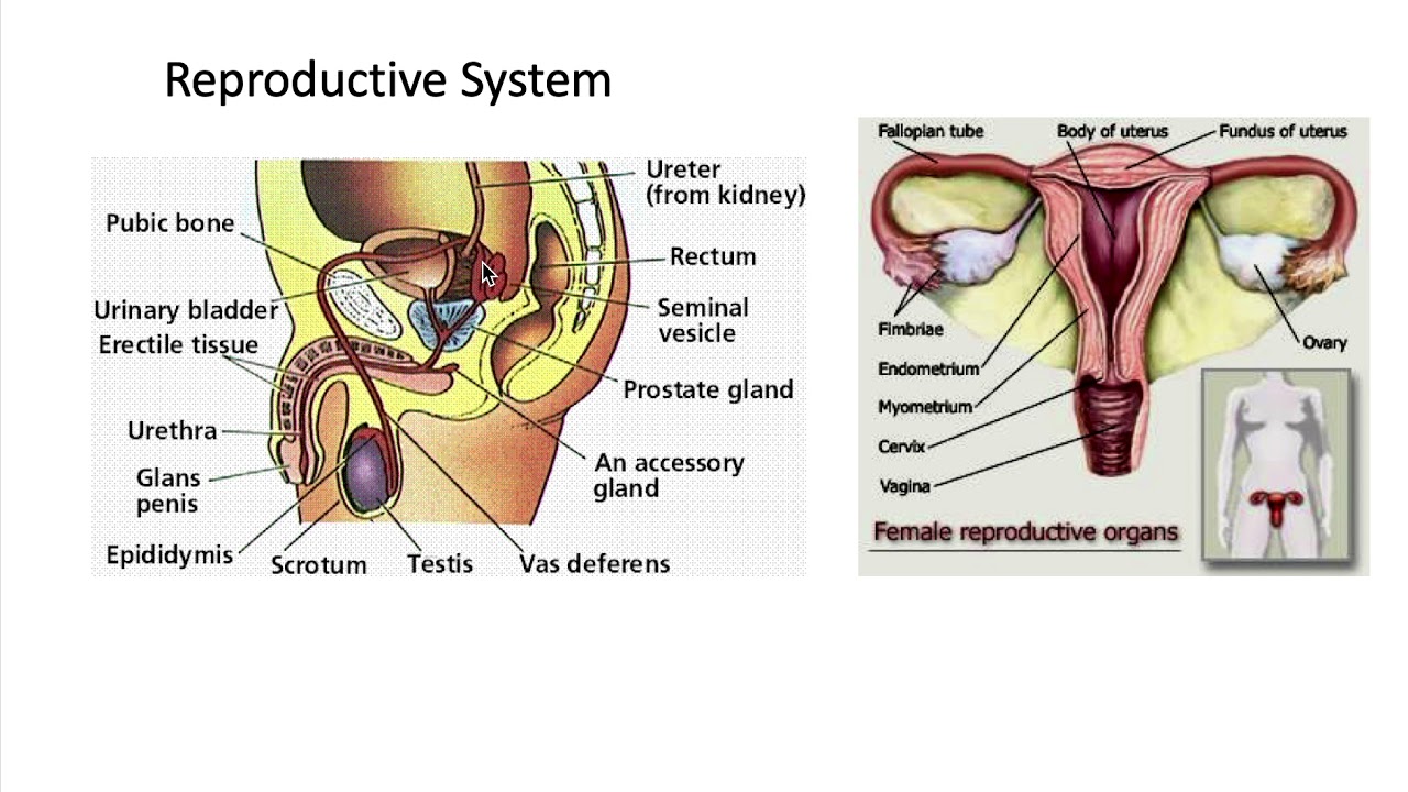 Final Review Reproductive System YouTube Final Review Reproductive System YouTube