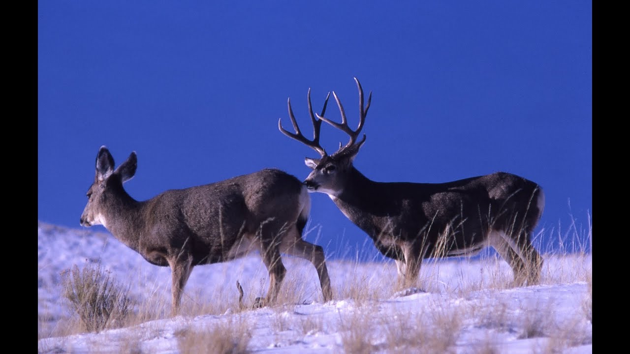2009 hunting Trip mule deer north of Austin Nevada - YouTube