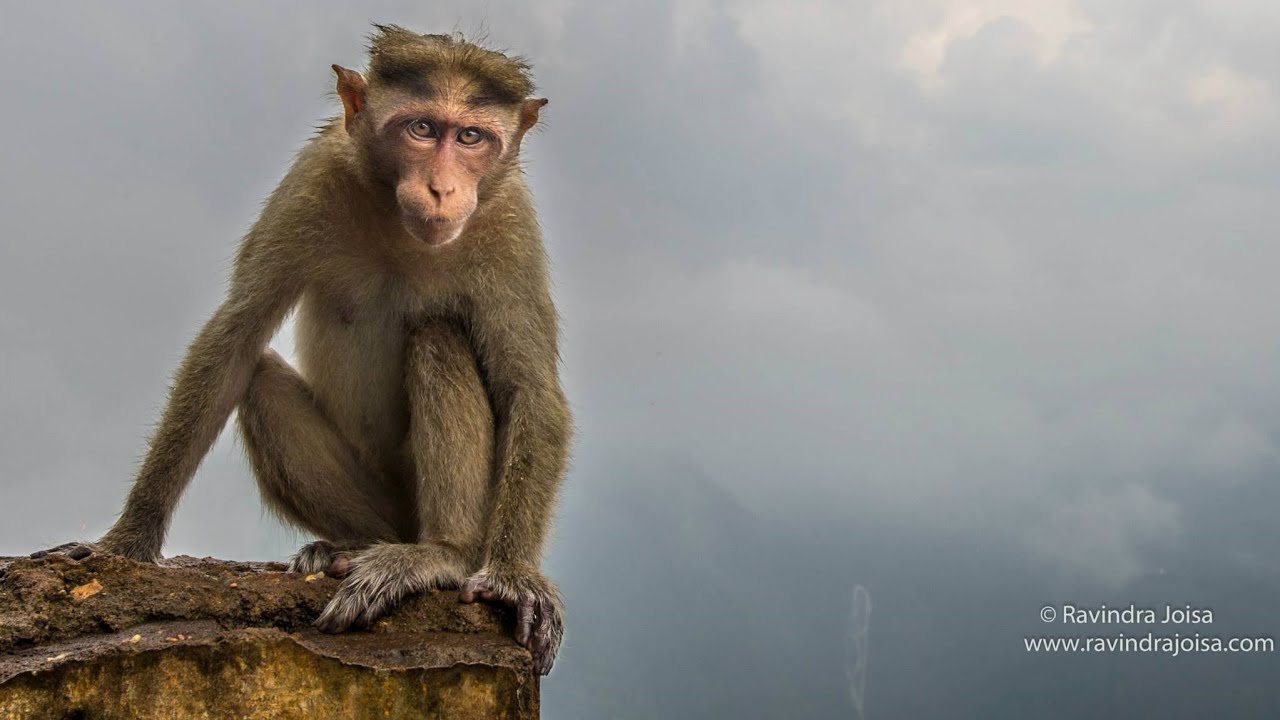 Explore the Unseen | Cinematic Forest Shot | Conservation of Forest and ...