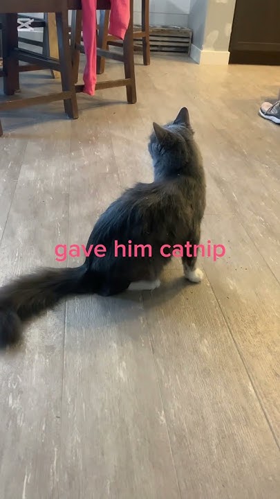 catnip - YouTube