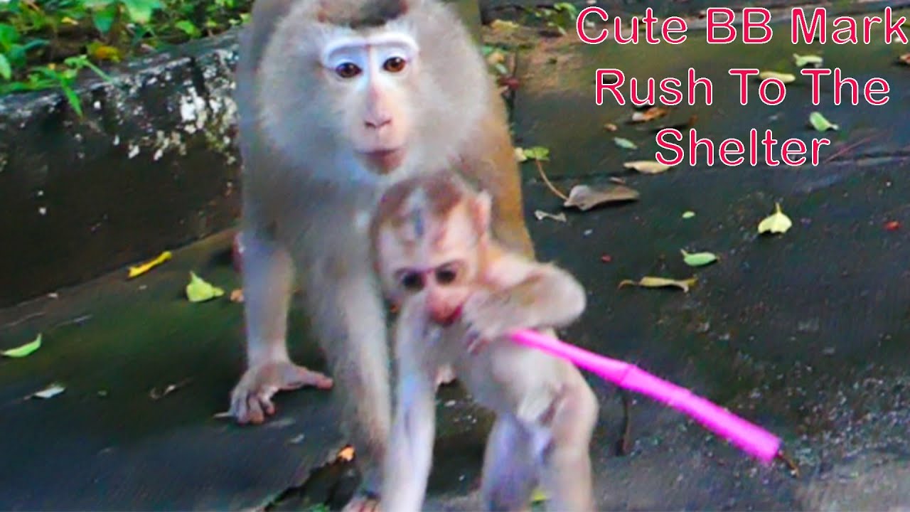 Cute BB Mark Rushing to the Shelter in The early evening in spite of ...