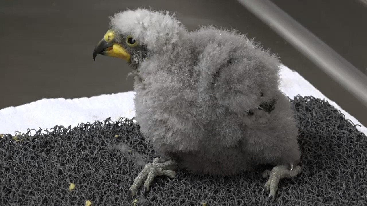 Denver Zoo welcomes first successful kea chick hatchling - YouTube