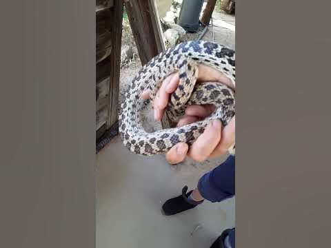 King Snake! - YouTube
