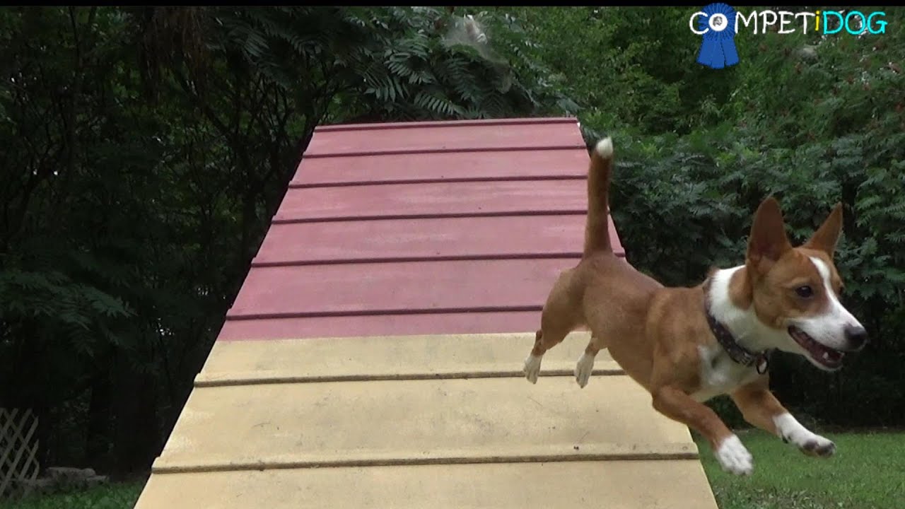 Competidog: The app for dog handlers! Online or Google Play! - YouTube