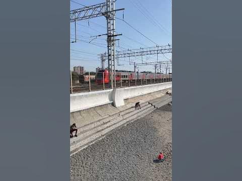 Электропоезд Ласточка отправляется со станции Адлер #ржд #поезд # ...