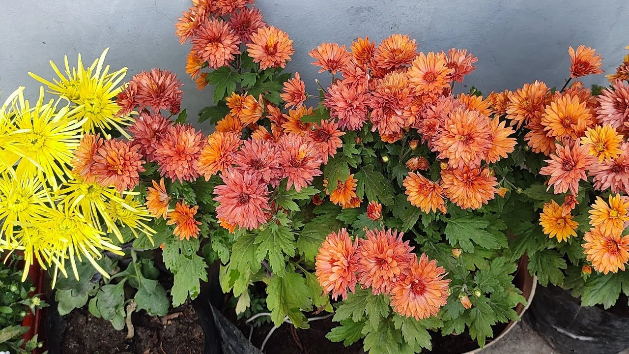 Beautiful flowering plant Chrysanthemum(Godawari)||गोदावरी फुल# ...