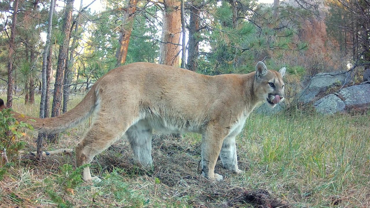 Screaming Mountain Lion Finishes Mule Deer - YouTube