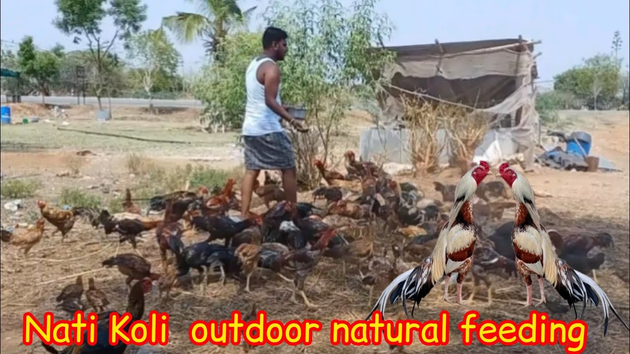Nati Koli Poultry Farming And Feeding - YouTube